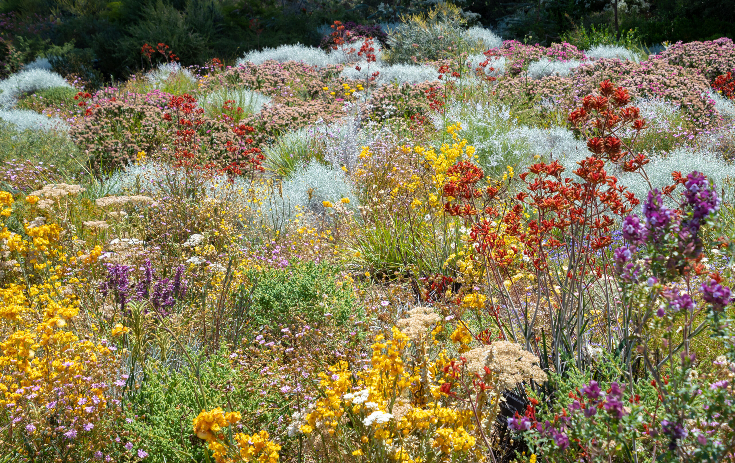 Make The Most Out of Your Visit to Kings Park | Perth Vibes