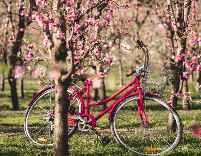 Immerse Yourself in Flowers, At Perth's Best Blossom Festival! | Perth ...
